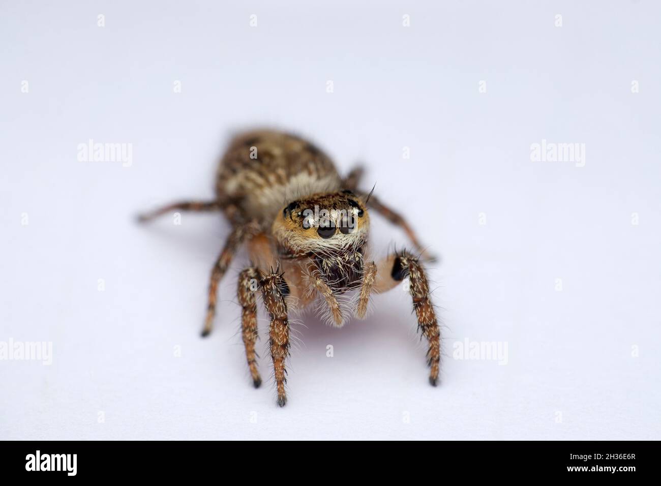 Heavy body jumping spider hi-res stock photography and images - Alamy