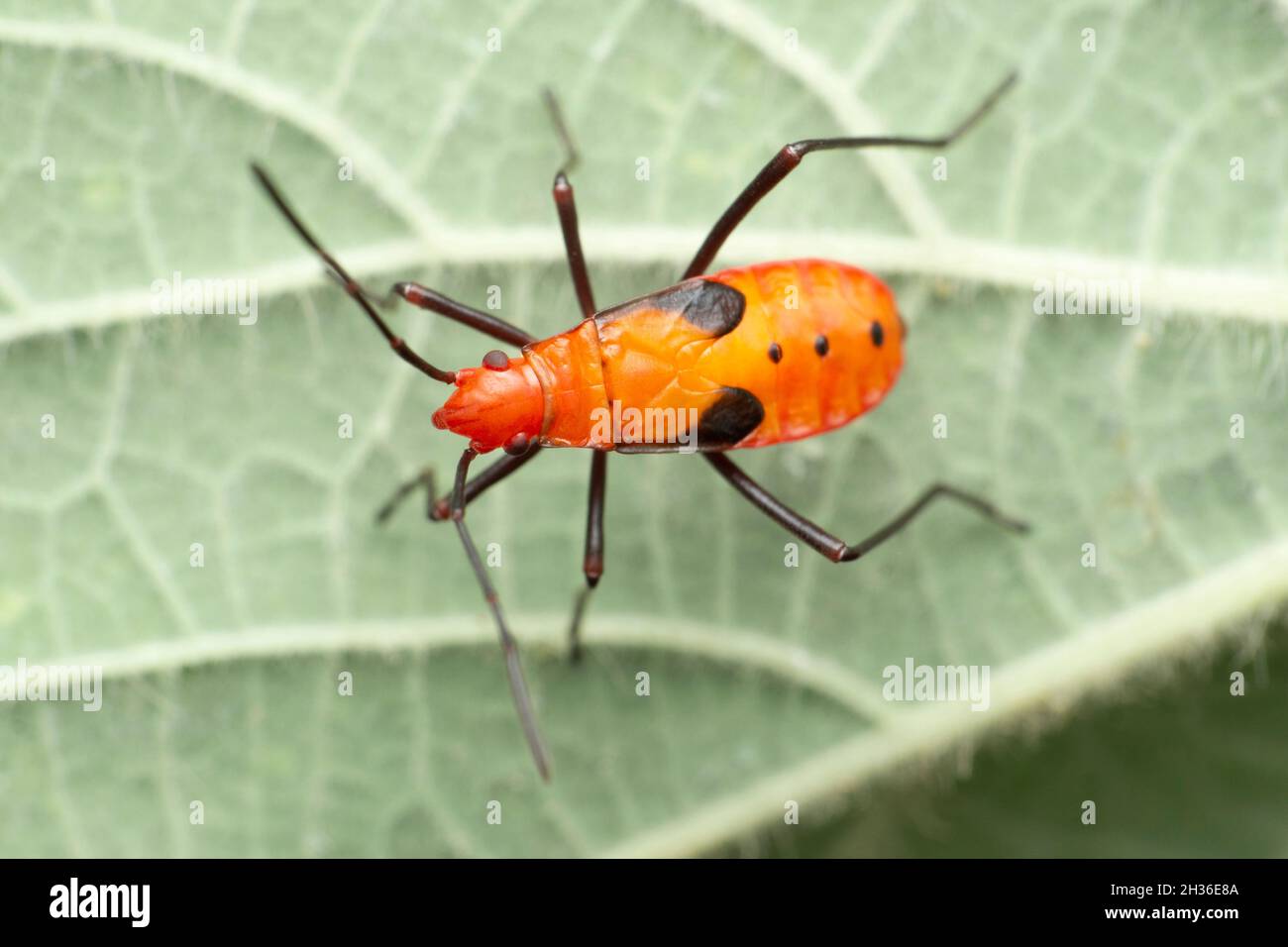 Orange assasin bug, Pselliopus species, Satara, Maharashtra, India ...