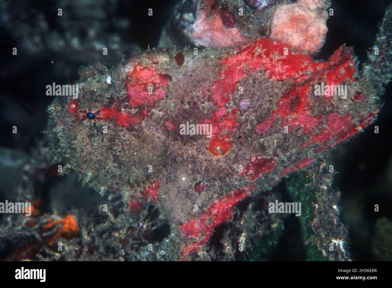 Scarlet Anglerfish, Antennatus coccineus, Lembeh Straits, near Bitung ...