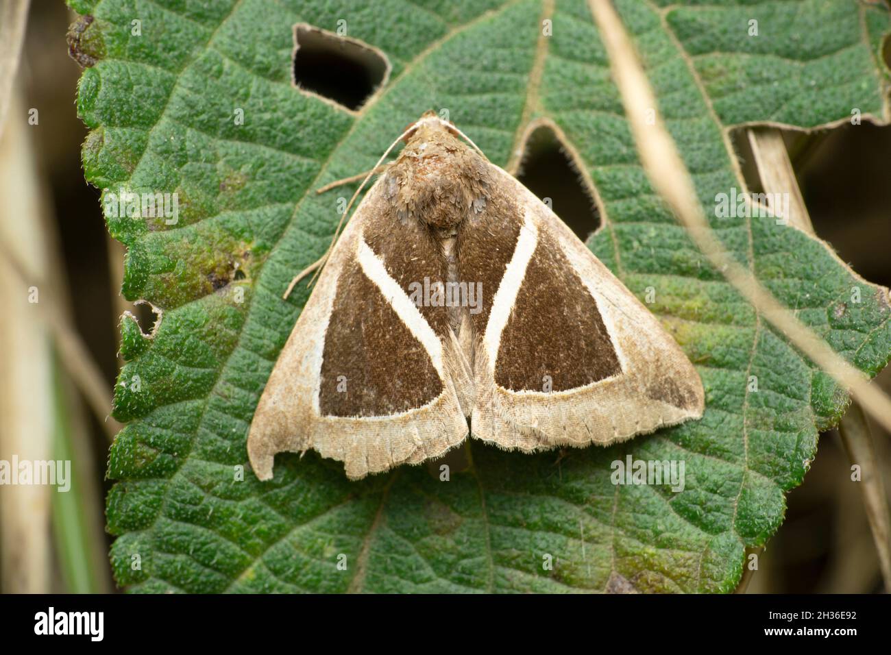 Triple triangle moth, Hypsopygia species , Satara, Maharashtra, India ...