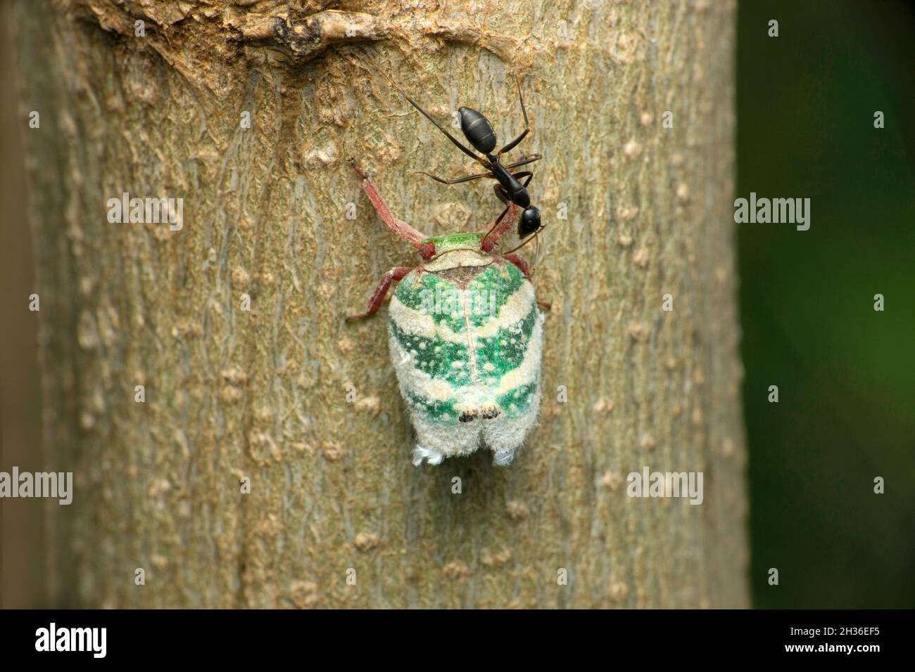Green planthopper, Paropioxys species,Satara, Maharashtra, India Stock ...