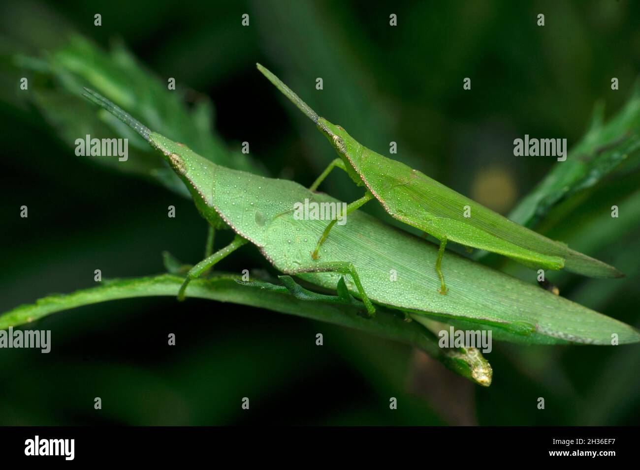 Mating pair of green grasshopper, Satara, Maharashtra, India Stock ...