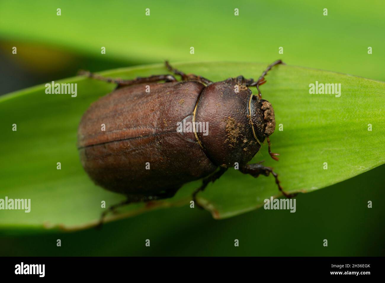 Scarab beetle species,Satara, Maharashtra, India Stock Photo - Alamy