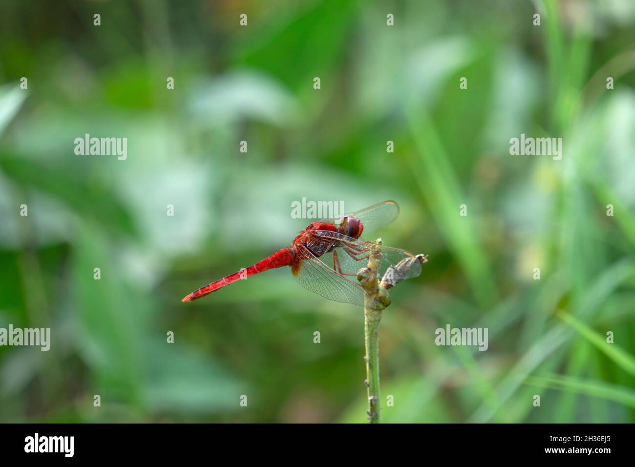 Flame skimmer or firecracker skimmer, Libellula saturata, Satara ...