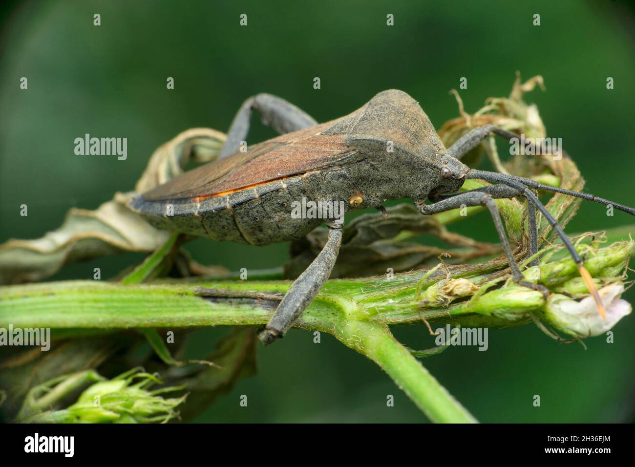 Giant stink bug, Tessaratomid species, Satara, Maharashtra, India Stock ...