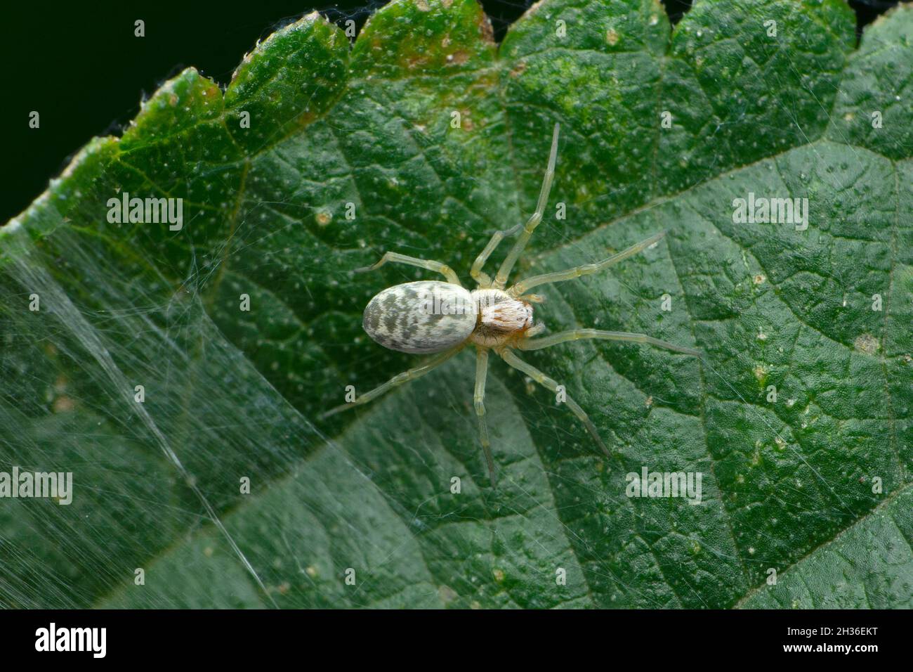 Green cribellate spider, nigma species, Satara, Maharashtra, India ...