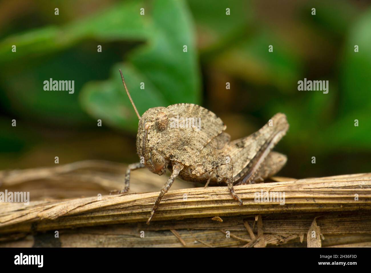 Hooded grasshopper, Teratodes species, Satara, Maharashtra, India Stock ...