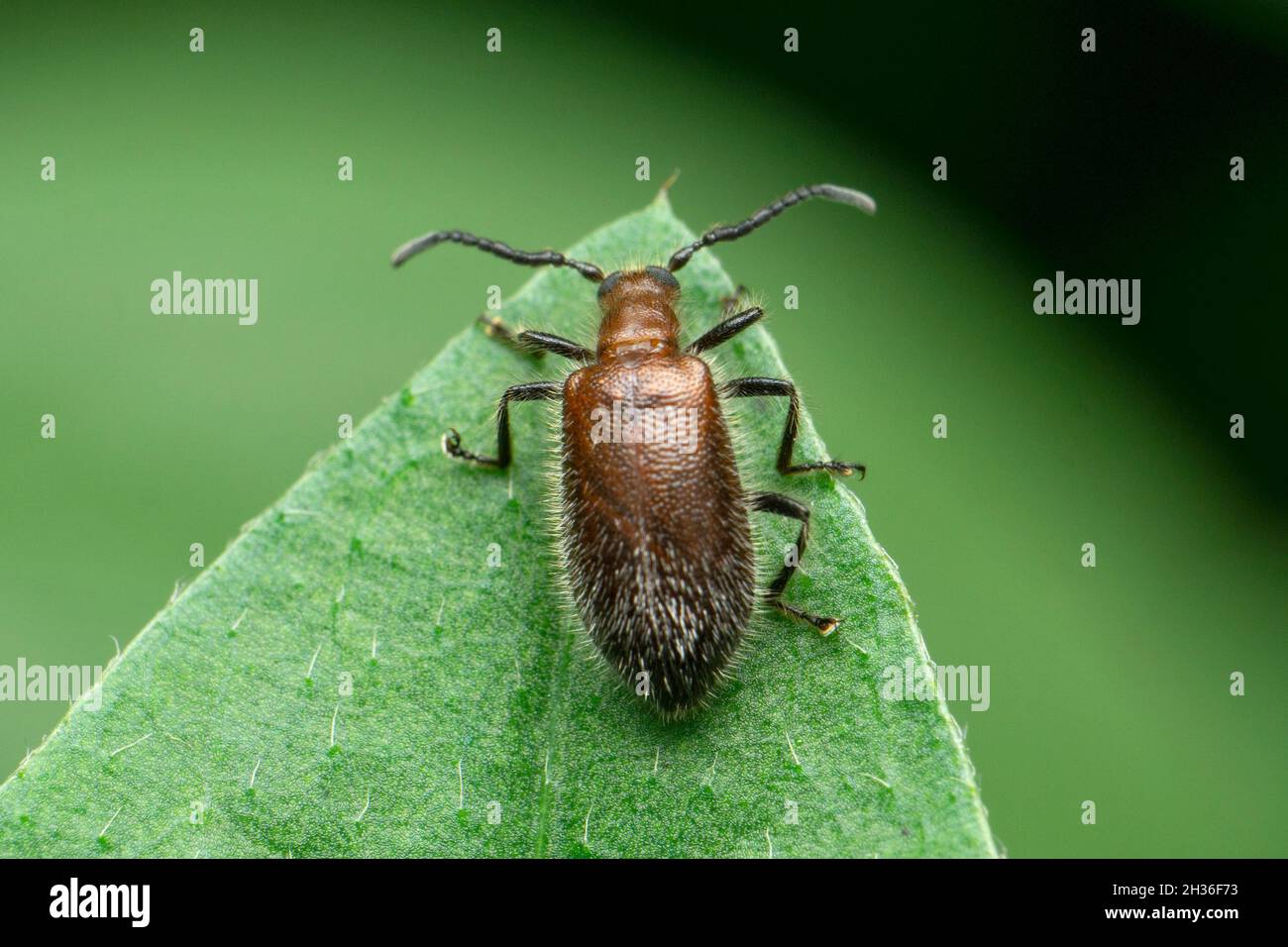Rice beetle, Satara, Maharashtra, India Stock Photo - Alamy