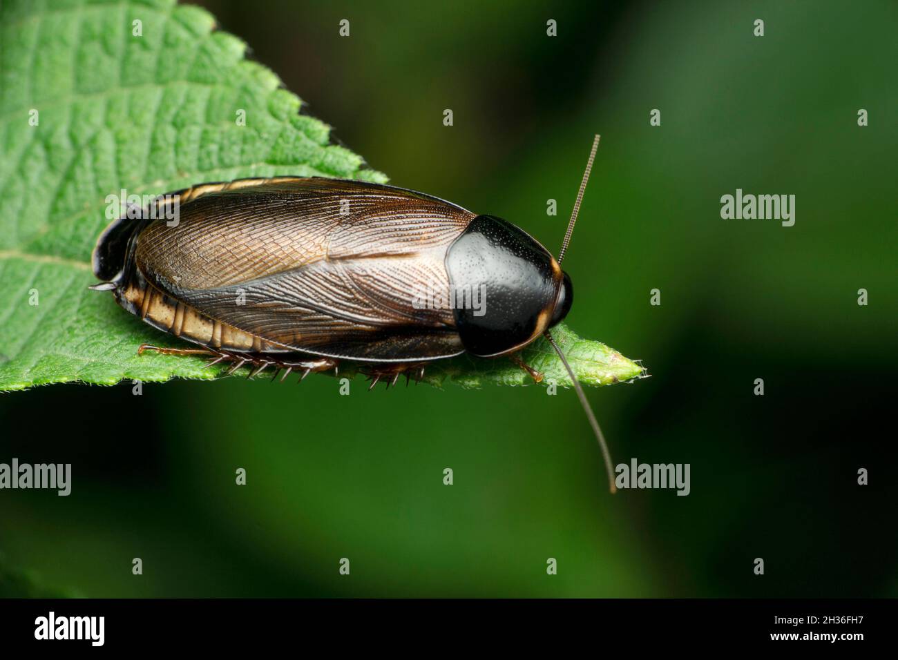 Jungle cockroach, Blaberus species, Satara, Maharashtra, India Stock ...