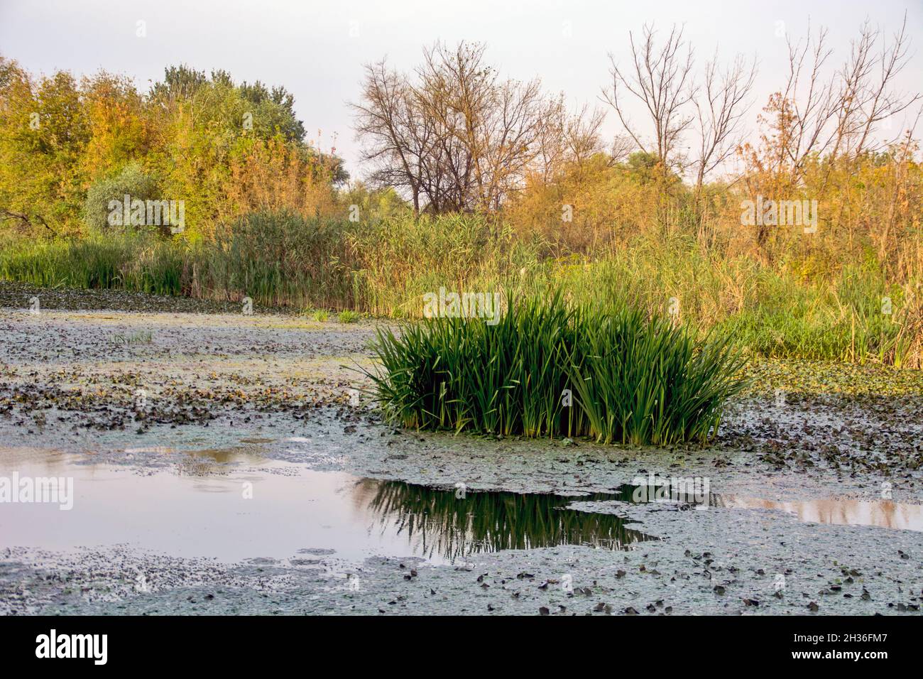 View of reeds, water lilies and various plants in the swamp Stock Photo ...