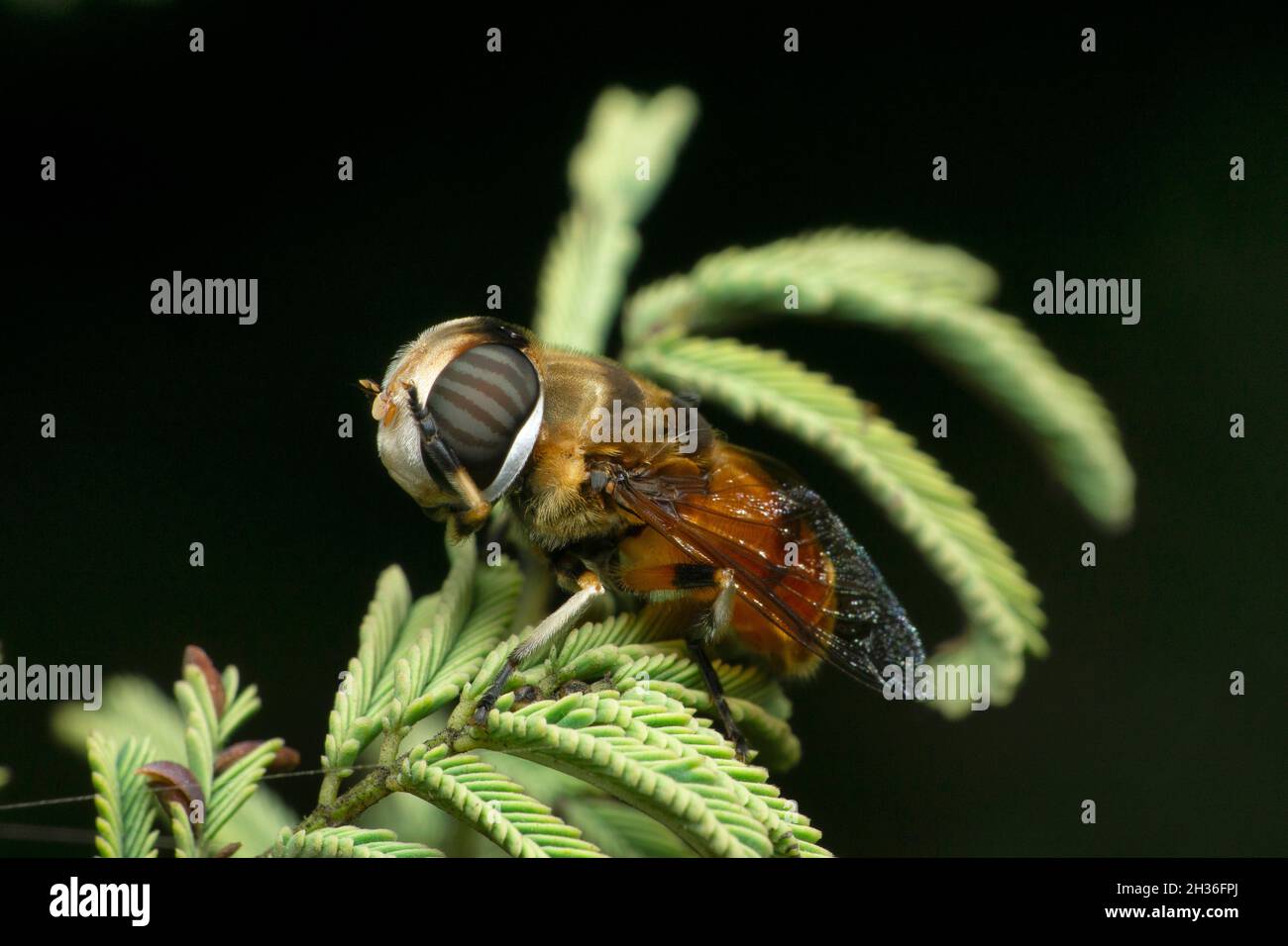 Cicada illustration hi-res stock photography and images - Alamy