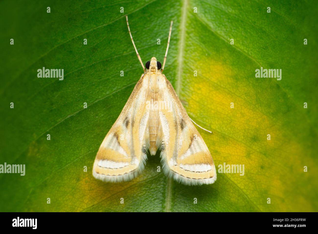 Ornate moth, Utetheisa species, Satara, Maharashtra, India Stock Photo ...