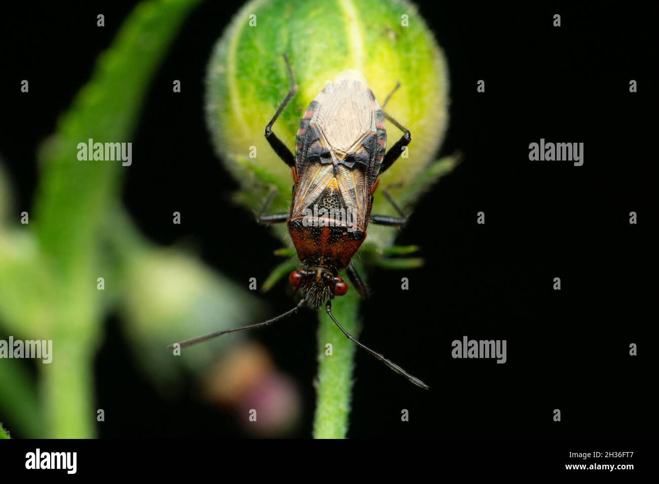 Red stink bug, Satara, Maharashtra, India Stock Photo - Alamy