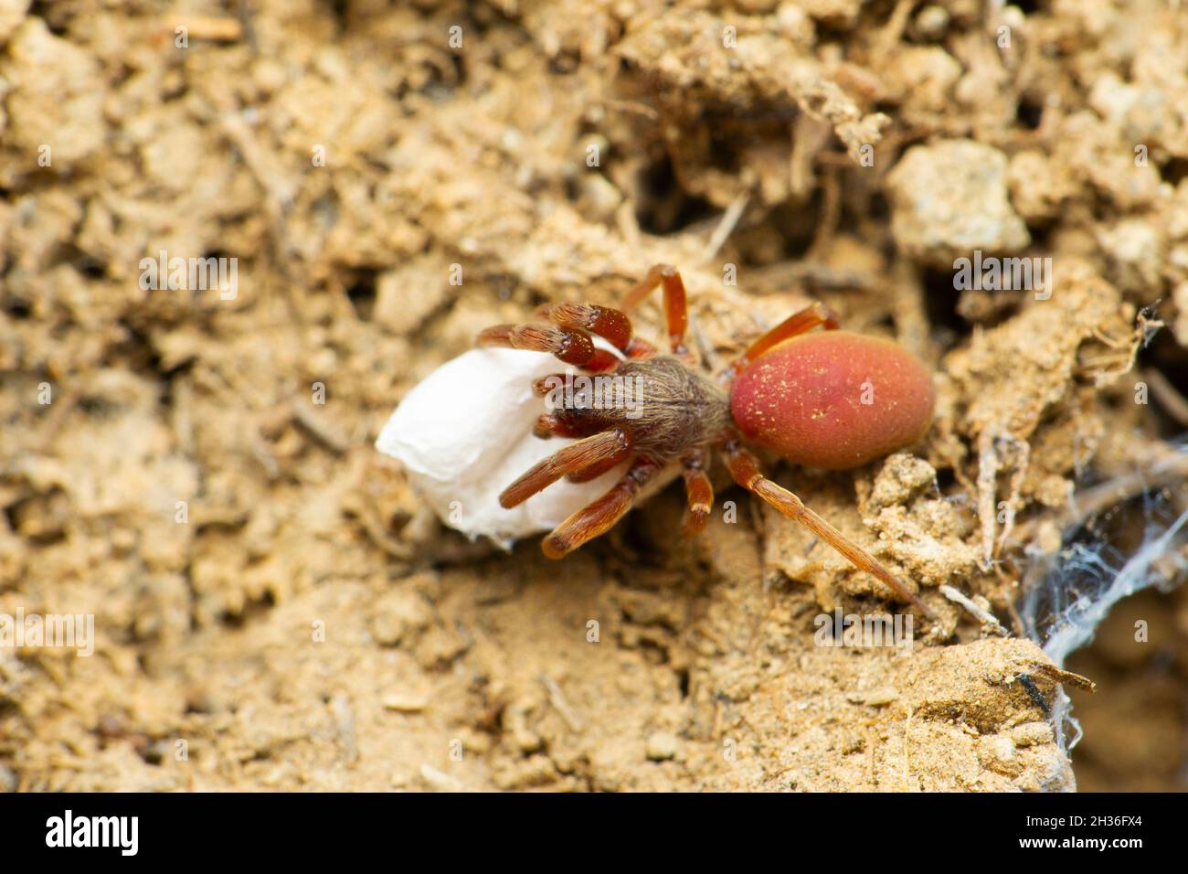Red velvet spider with eggsack, Stenochilus hobsoni, Satara ...