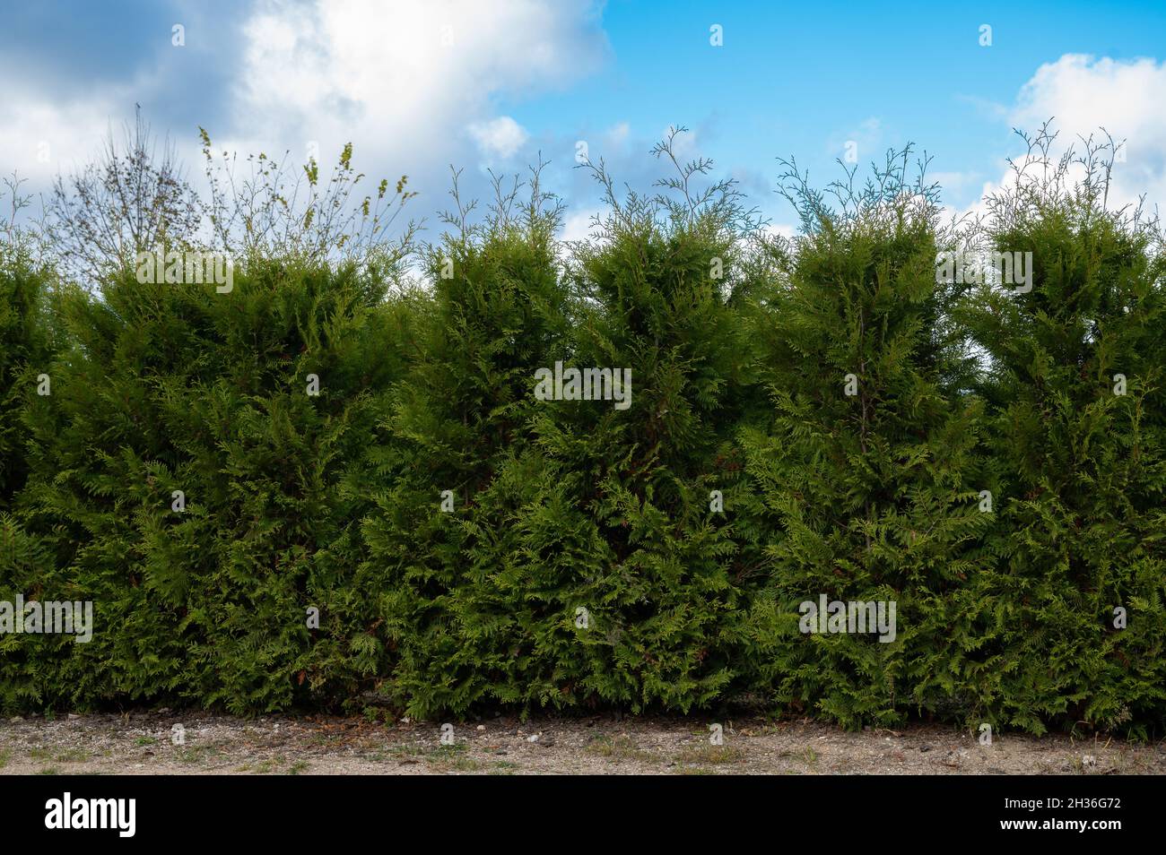 Living green hedge of coniferous plants Stock Photo - Alamy
