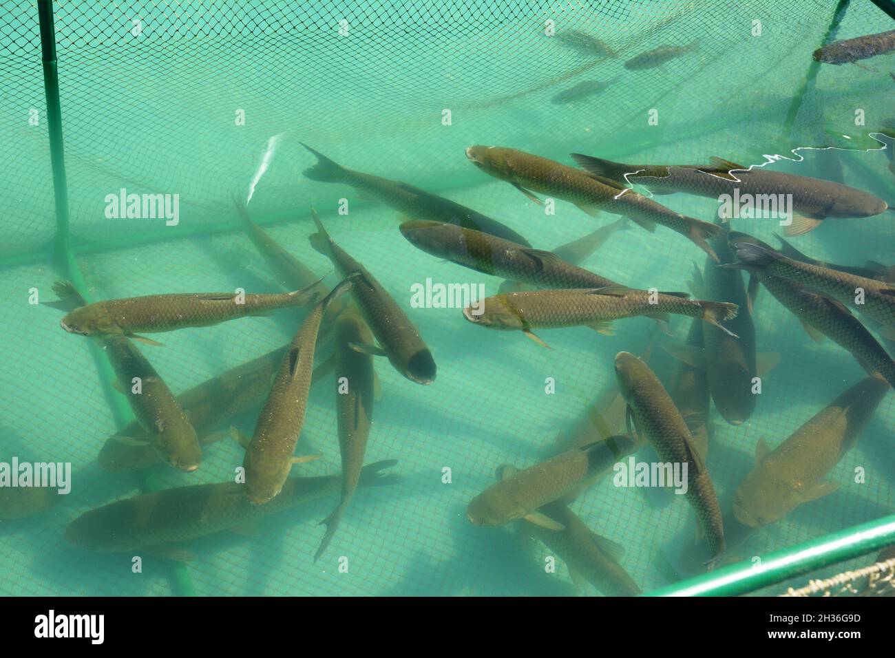 Close up on fish in cage for fish farming. Sea fish farm Stock Photo ...