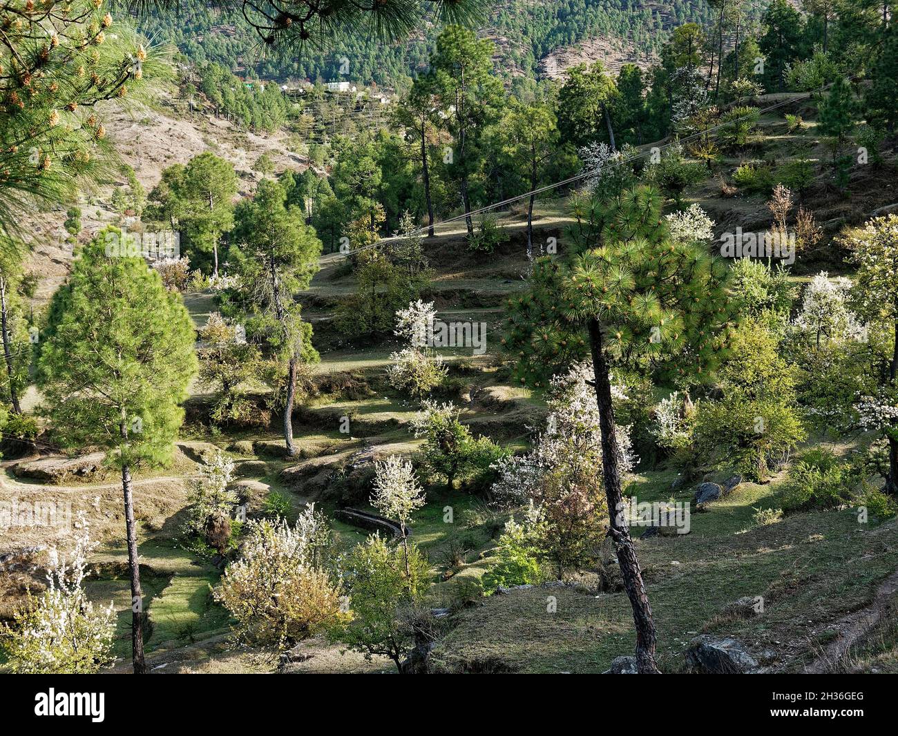 Terrace farming in a Himalayan mountain valley Stock Photo - Alamy