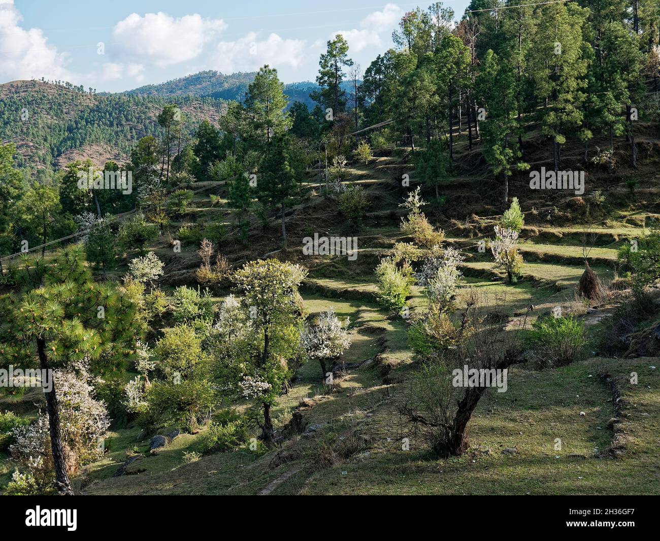 Terrace farming in a Himalayan mountain valley Stock Photo - Alamy