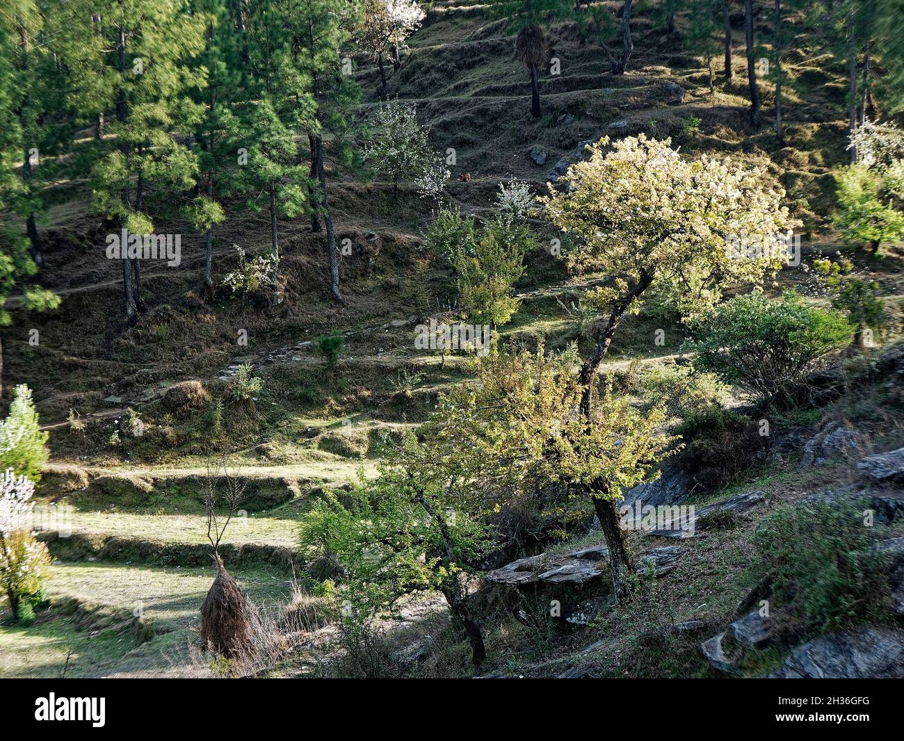 Terrace farming in a Himalayan mountain valley Stock Photo - Alamy