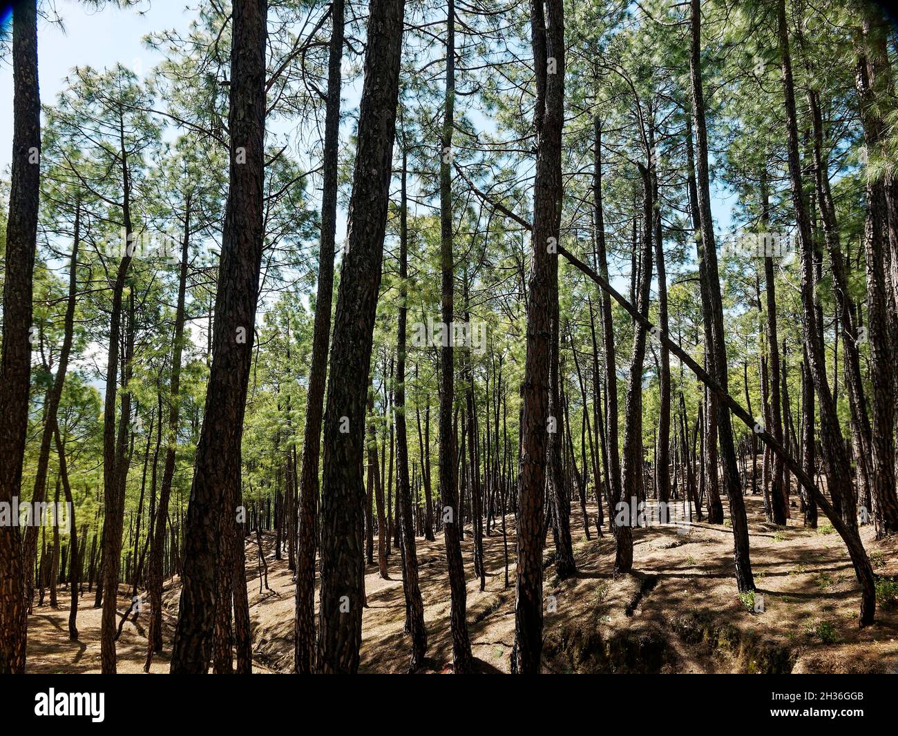Evergreen Himalayan Pine tree forest Stock Photo - Alamy
