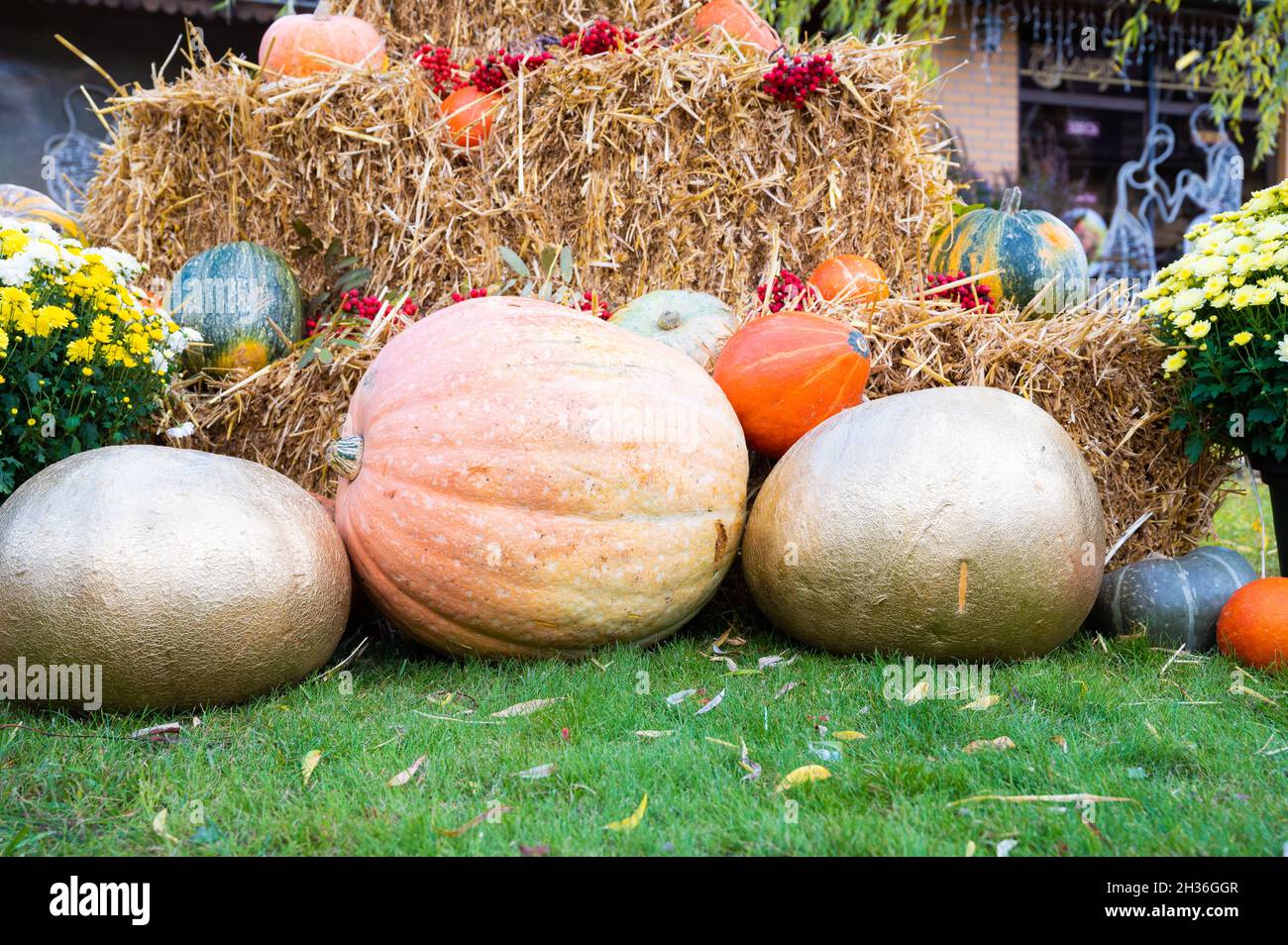 Autumn composition with different pumpkins, straw and rowan-berry ...