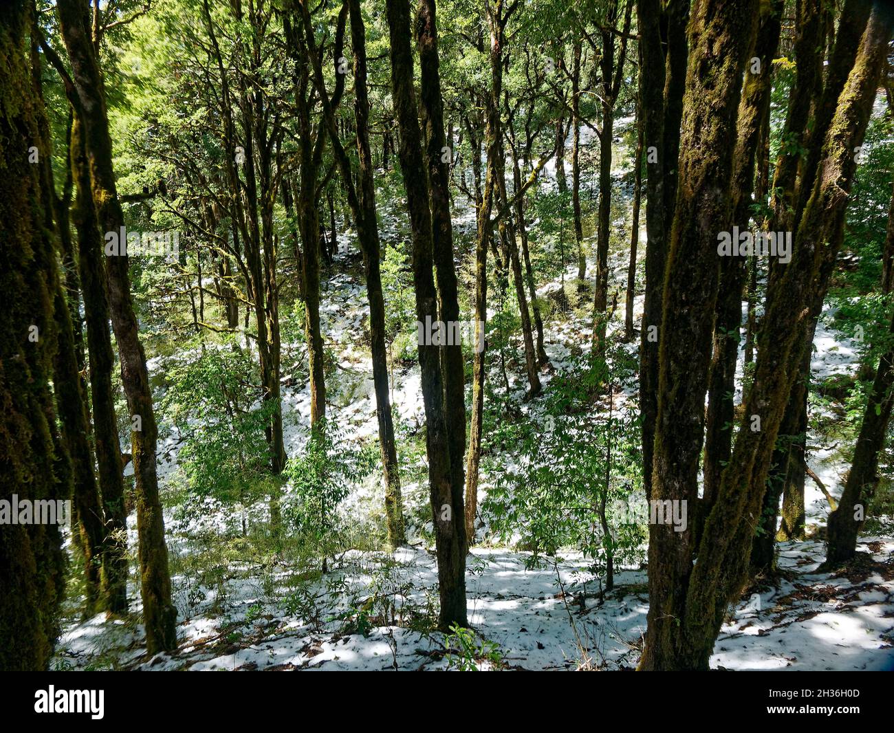 Himalayan forest in snowfall at Binsar Stock Photo - Alamy
