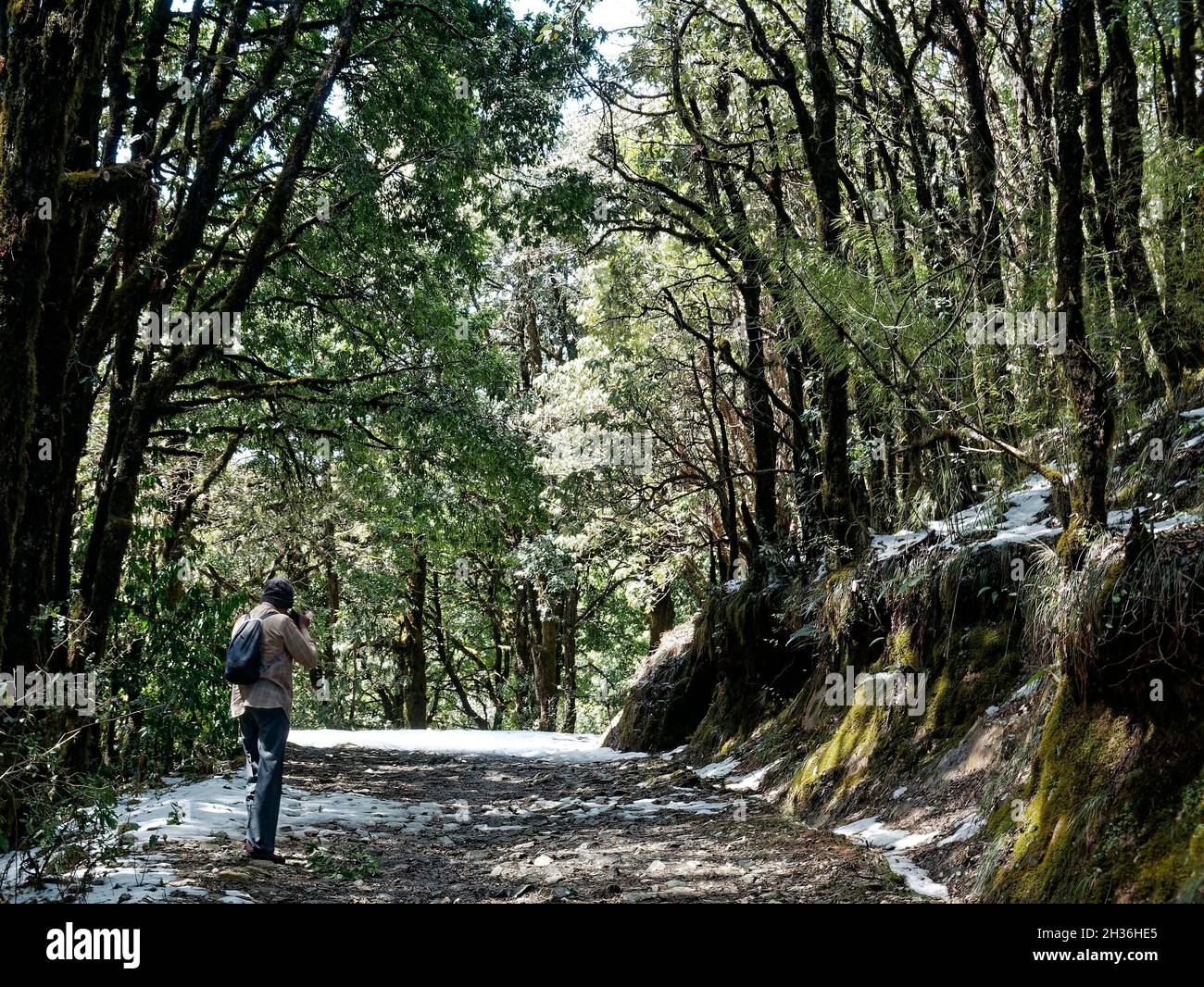 Himalayan forest in snowfall at Binsar Stock Photo - Alamy