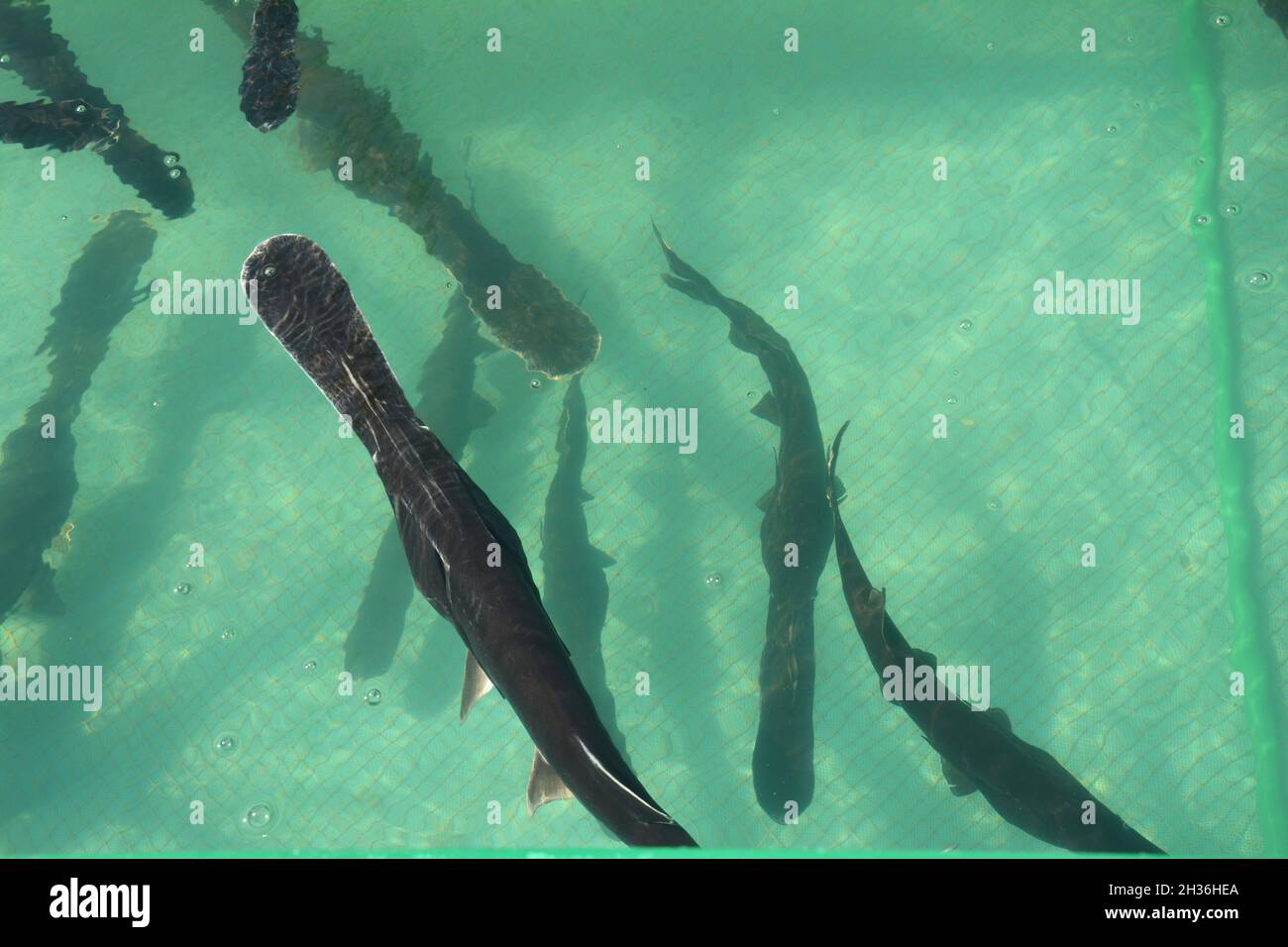 Close up on American paddlefish (Polyodon spathula) in cage for fish ...