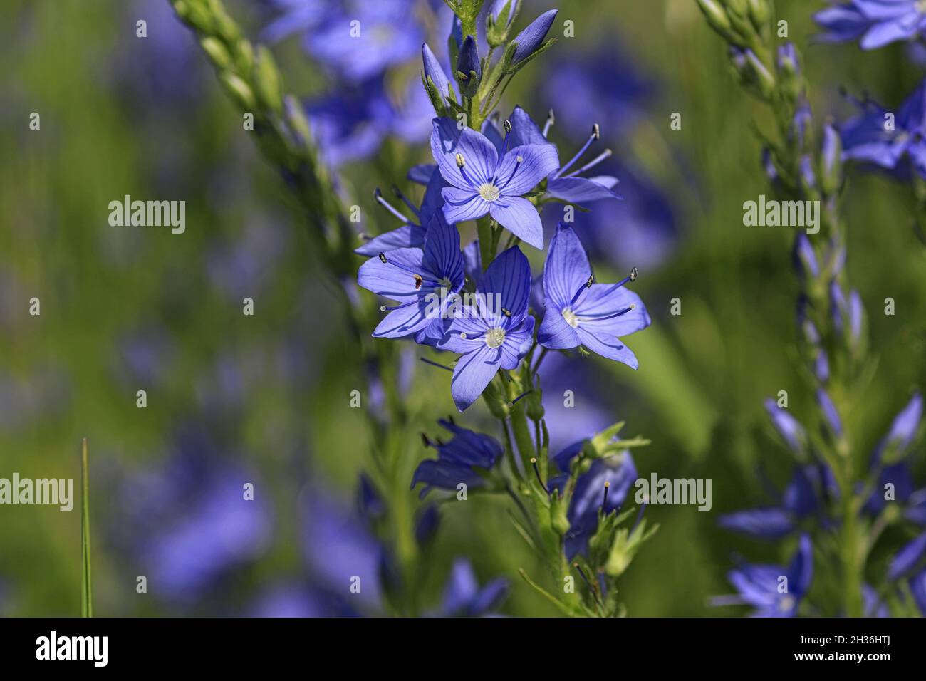 Broadleaf Speedwell, large speedwell, Veronica teucrium. Bright blue ...