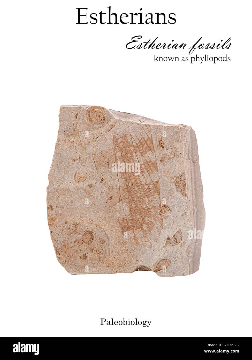 Shell fossil imprint hi-res stock photography and images - Alamy