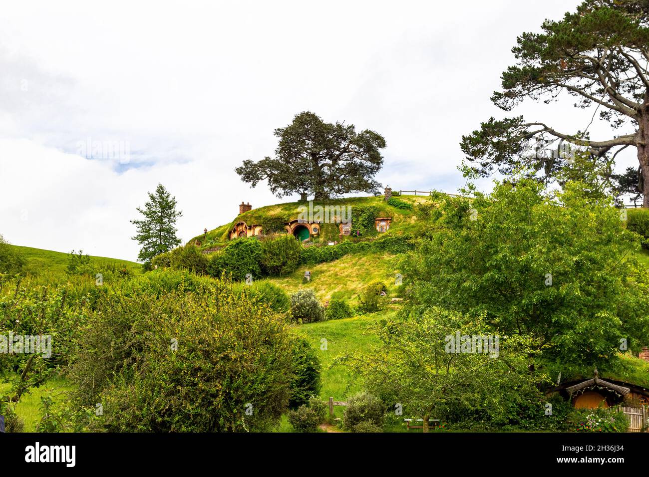 Matamata, North Island, New Zealand: House Bilbo. The famous oak tree ...