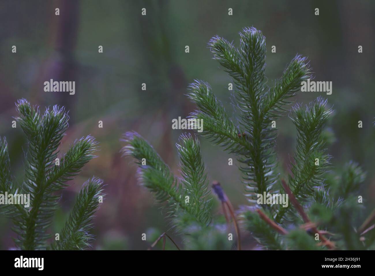 Club moss hi-res stock photography and images - Alamy