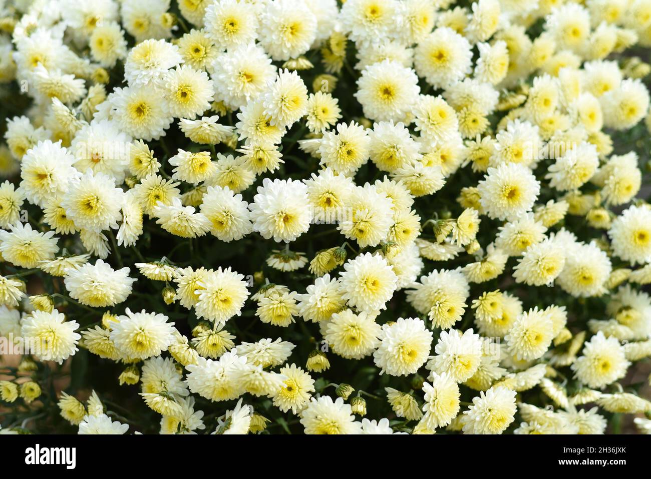 Ursula kind hi-res stock photography and images - Alamy