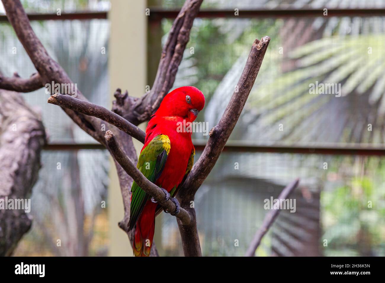 A bright red parrot with green wings on a dry tree branch. Malaysia ...