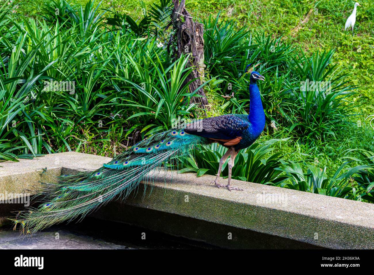 Peacock on the fence of a stone bridge. Malaysia Stock Photo - Alamy