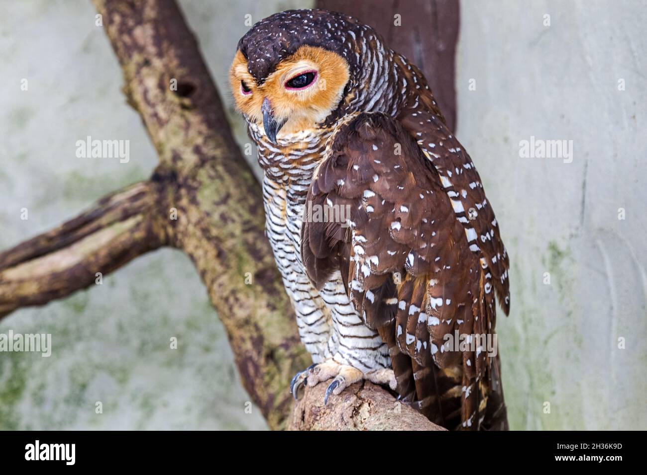 Bright eyes tree hi-res stock photography and images - Alamy