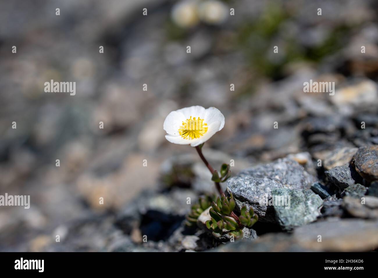 Ranunculus glacialis hi-res stock photography and images - Alamy