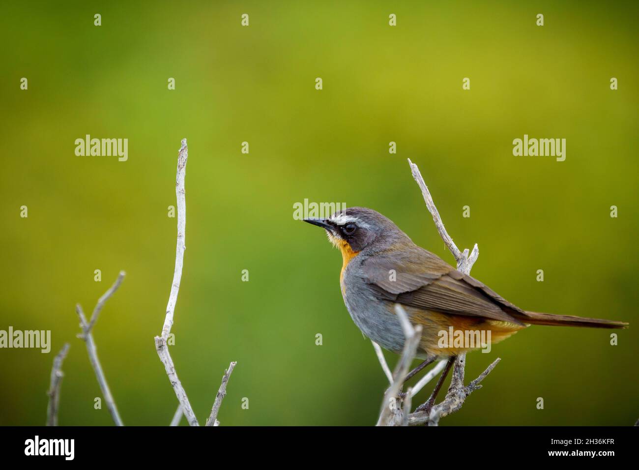 Cape robin-chat (Cossypha caffra) photographed along the Cliff Path in ...
