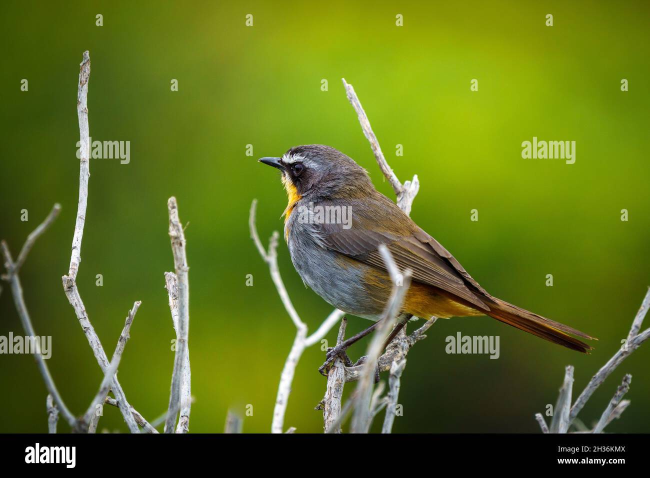 Cape robin-chat (Cossypha caffra) photographed along the Cliff Path in ...
