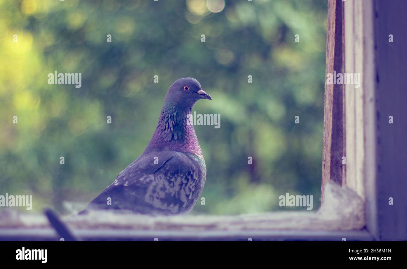 Front shot pigeon dove hi-res stock photography and images - Alamy