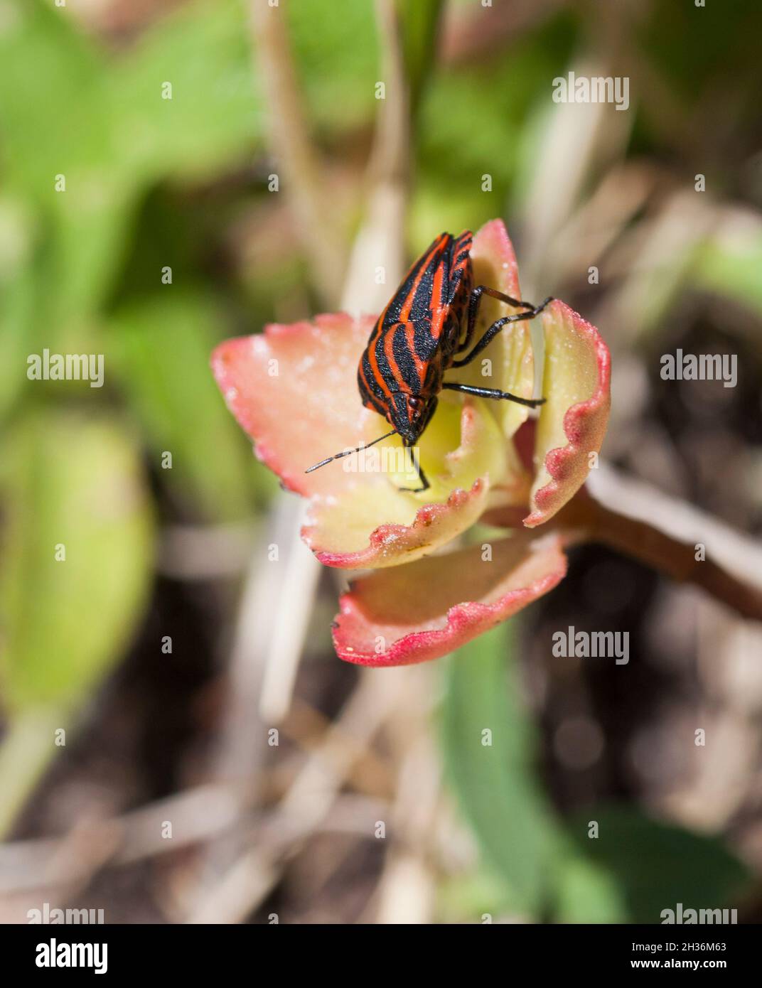 GRAPHOSOMA LINEATUM insect species Shield Bug in the family ...
