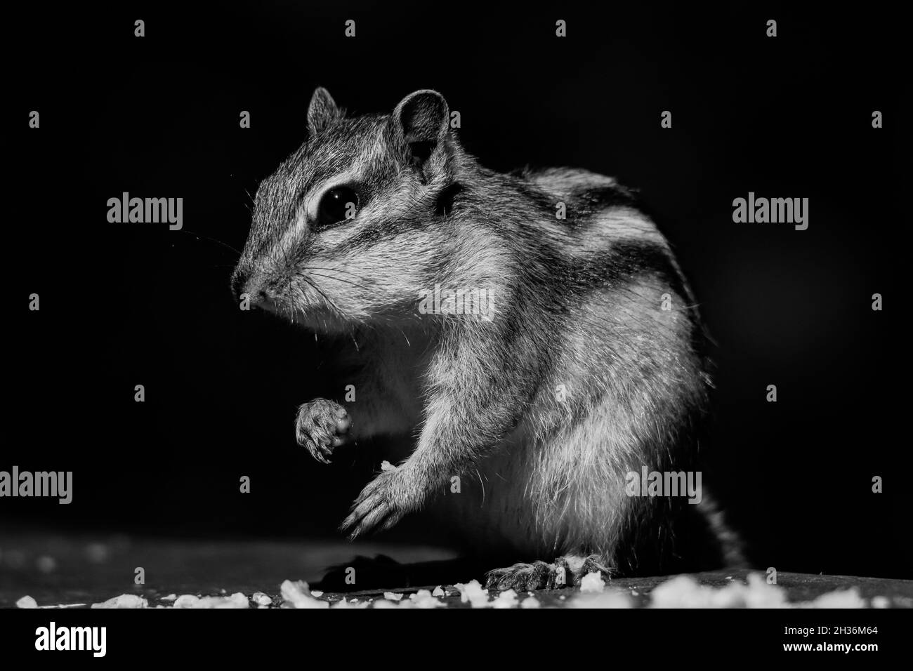 Chipmunk background Black and White Stock Photos & Images - Alamy
