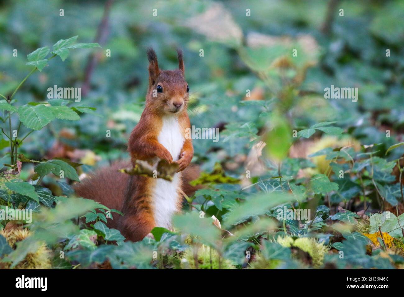 Closeup of an adorable red squirrel in a forest in autumn with a blurry ...