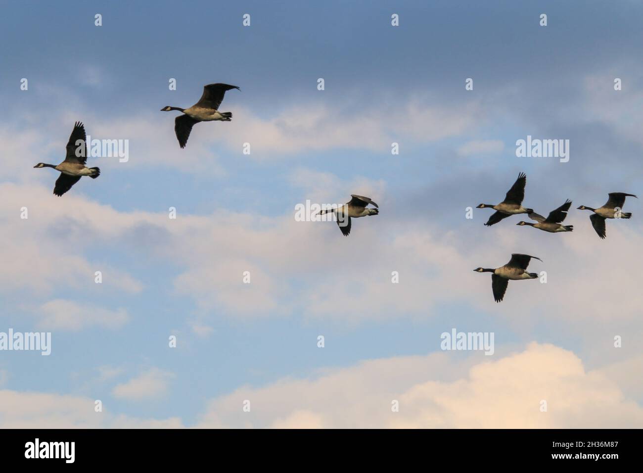 Low angle shot of a gaggle of geese flying under the blue cloudy sky ...