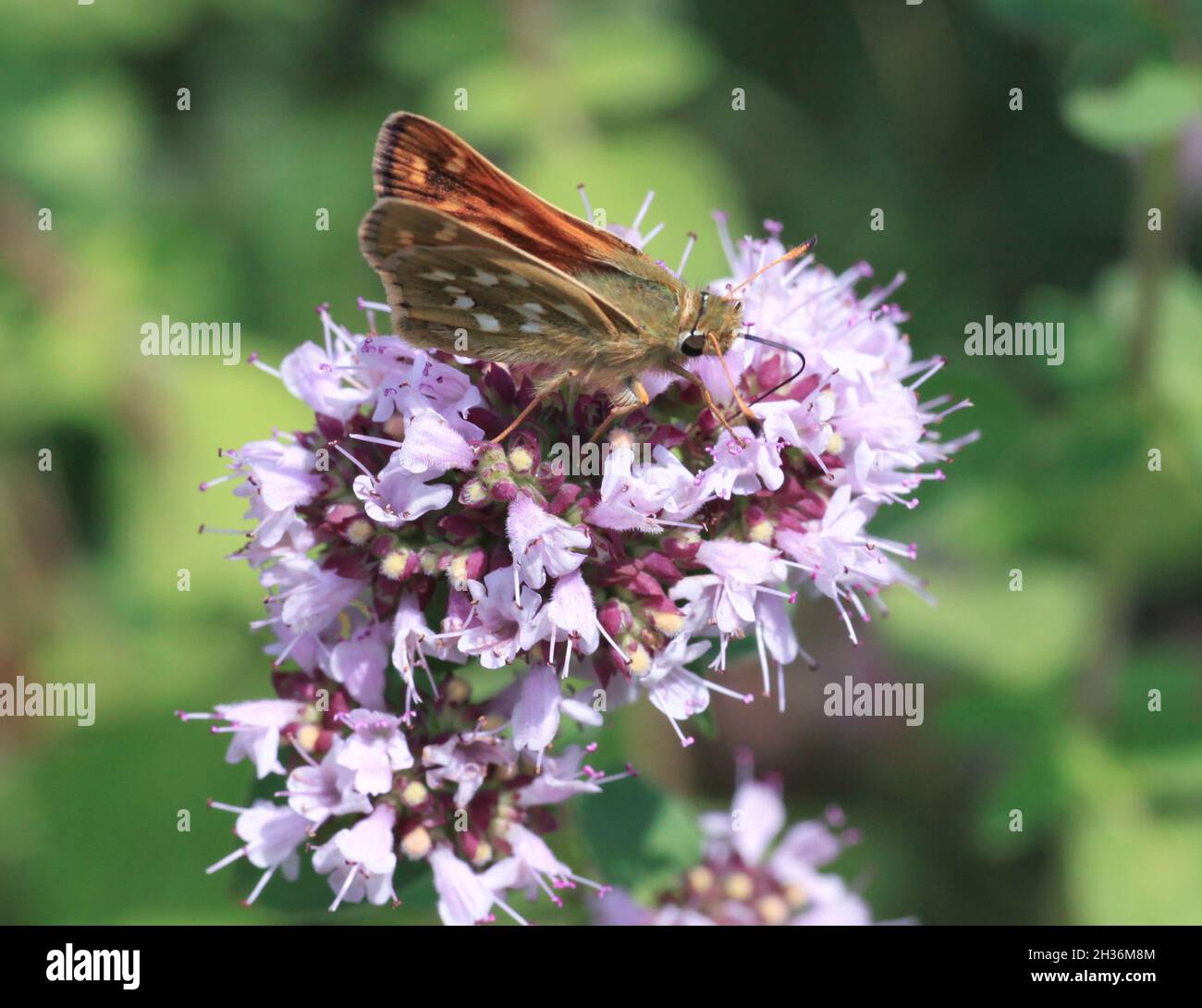 HESPERIA COMMA the silver-spotted skipper Butterfly Stock Photo - Alamy