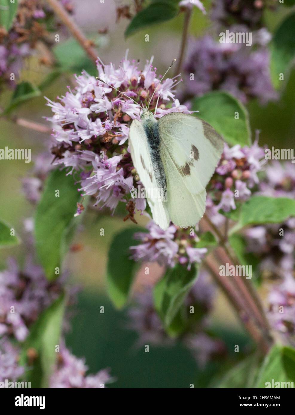 PIERIS RAPAE Small white butterfly species in family pieridae Stock ...