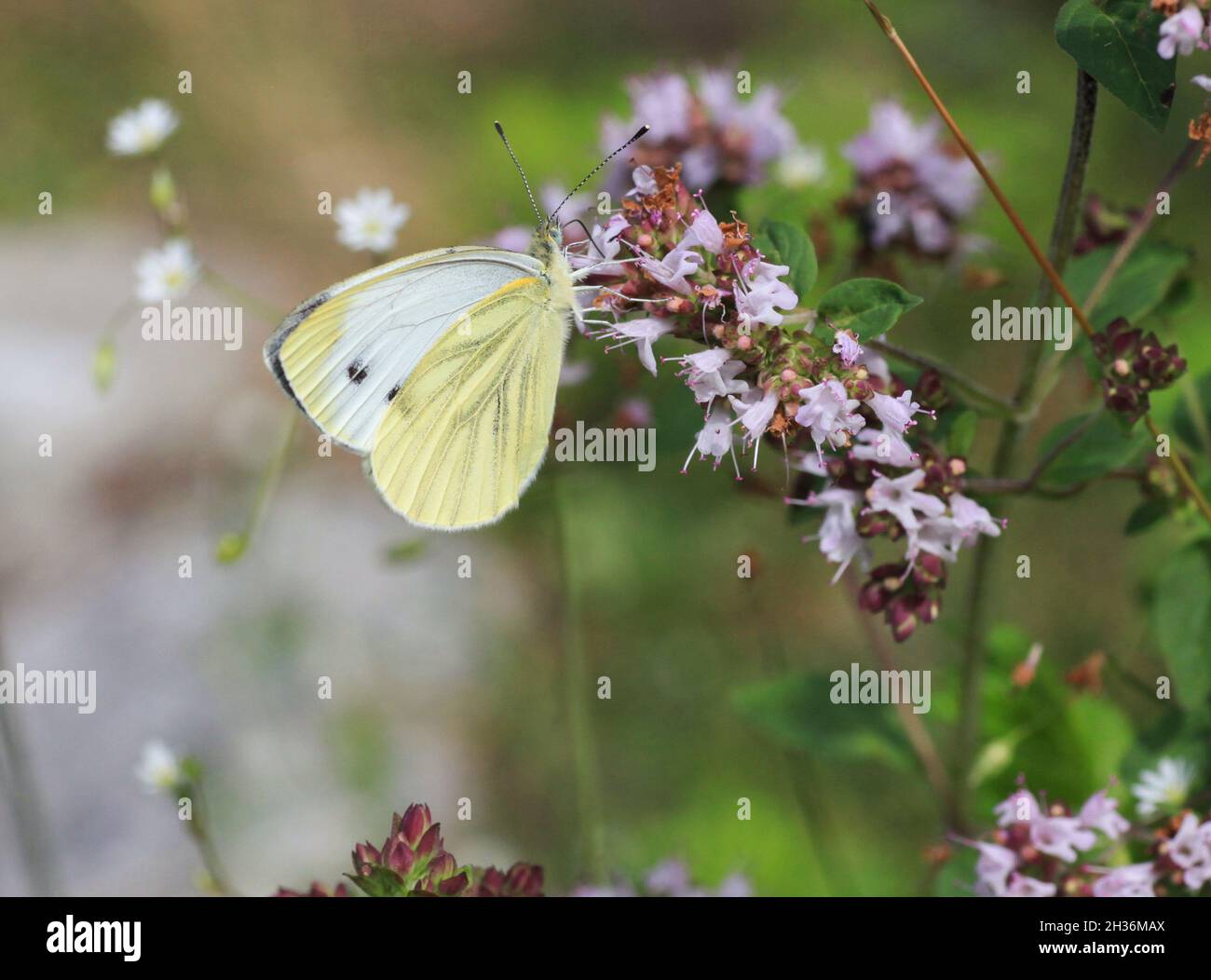 PIERIS RAPAE Small white butterfly species in family pieridae Stock ...