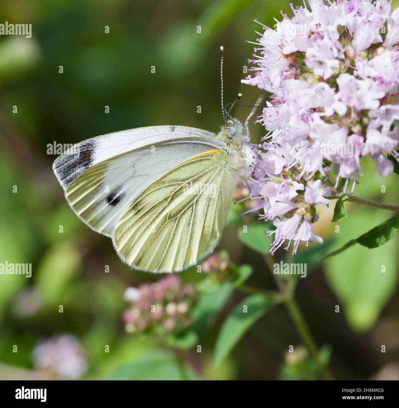 PIERIS RAPAE Small white butterfly species in family pieridae Stock ...