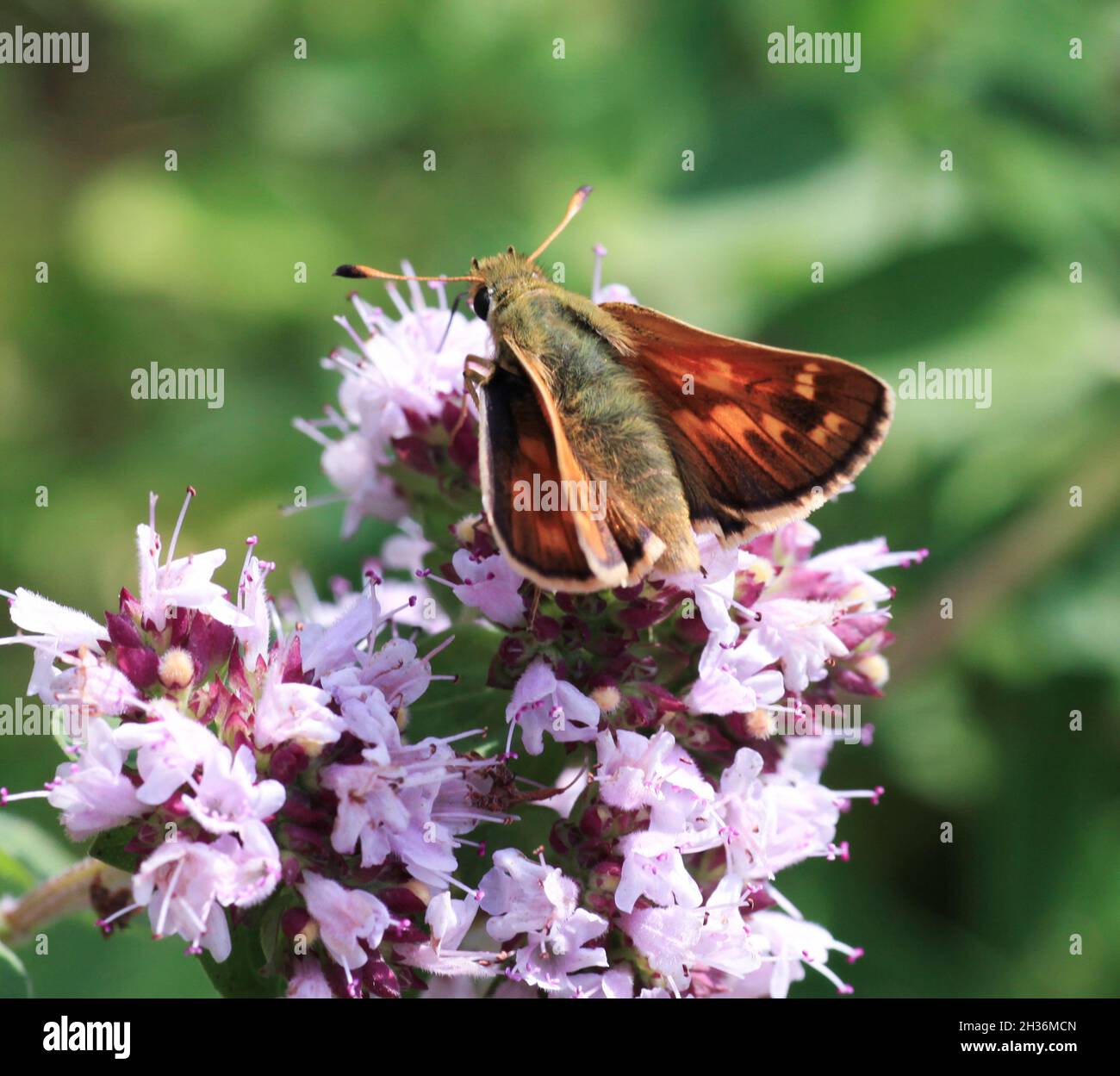 HESPERIA COMMA the silver-spotted skipper Butterfly Stock Photo - Alamy