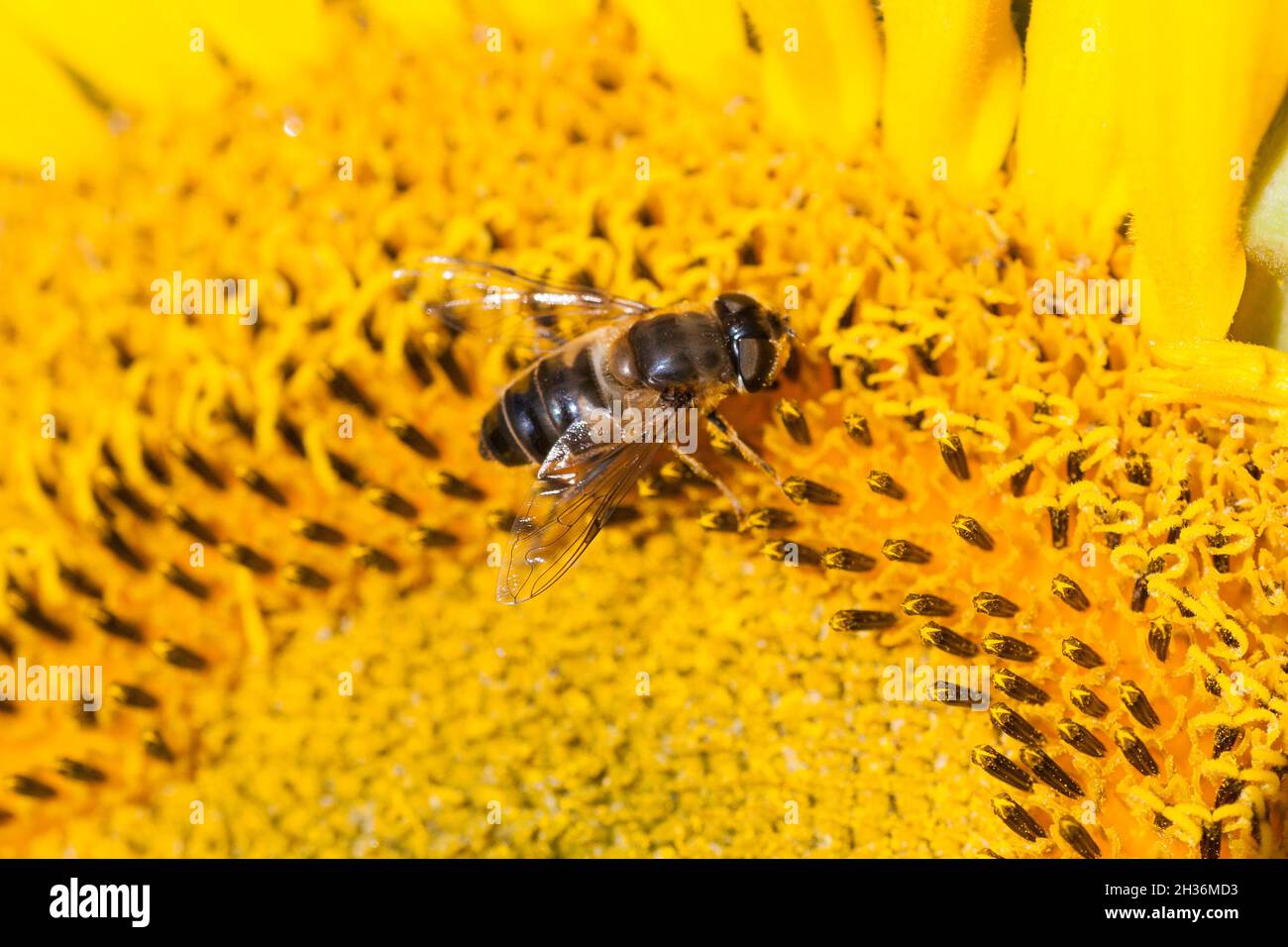 Sunflower Helianthus Annuus in garden with a Hover flies Stock Photo ...